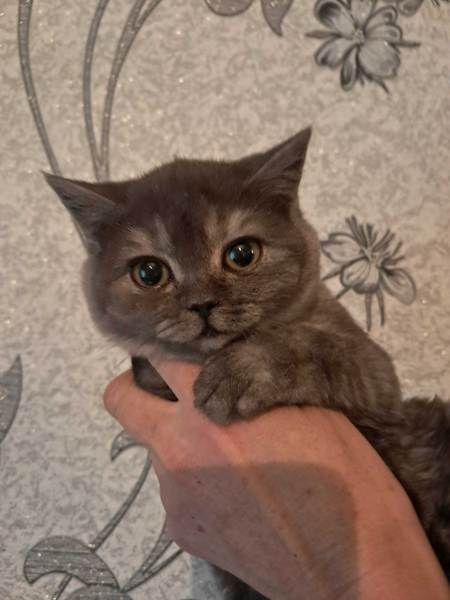 Продам вислоухих котят.