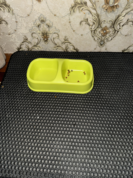 Сиямский кошка продаётся