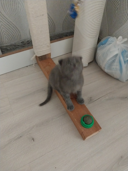 Породистые котята