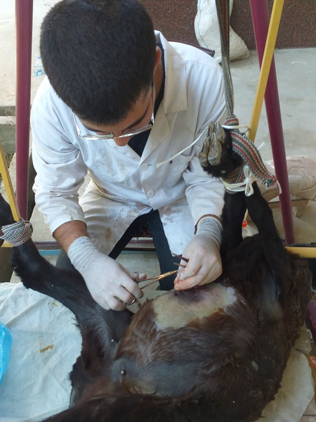 Veterinariya ultratovush (UZI) xizmati Bizda sifat birinchi o'rinda!