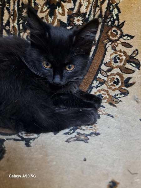 Котик в добрые руки
