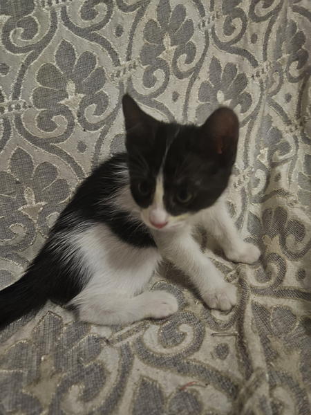 Милый котенок ищет дом