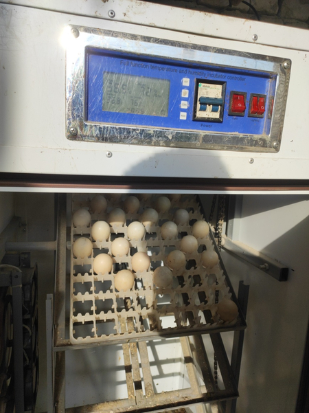 Inkubator 350 talik