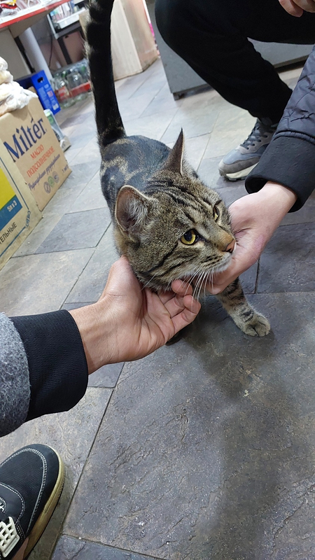 American Shorthair cat cats mushuk