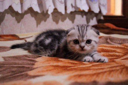 Продаются котята вислоухие