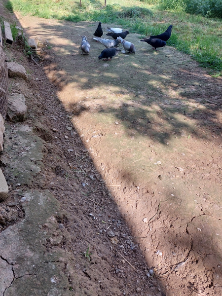 Kabutarla sotiladi