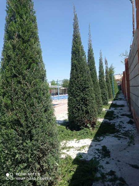 Арчазор гулзор. Дуконидан. Ланшафт