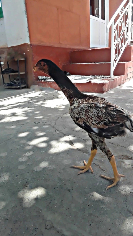 Dakan makiyon tozasidan