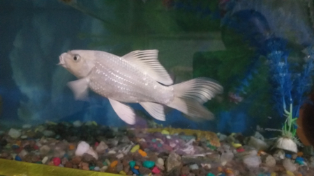 Akvarium sotiladi 40x40 1 metir 80letir kelshamiz