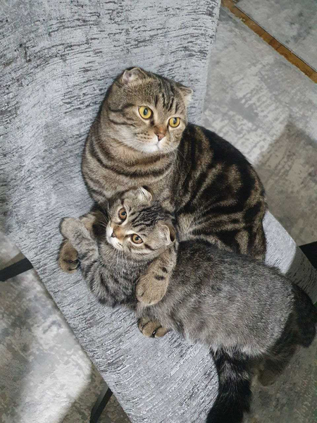 котята скоттиш фолд, страйт