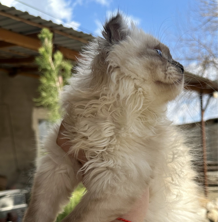Срочно продаётся камочек счастья (малчик)