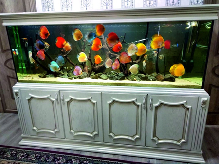 Akvarium premium klass Aquashop