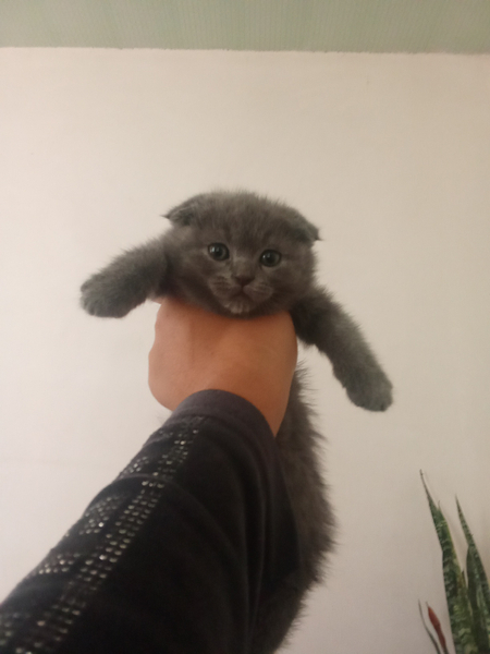 Продается кошка скотиш фолд и скотиш страйд