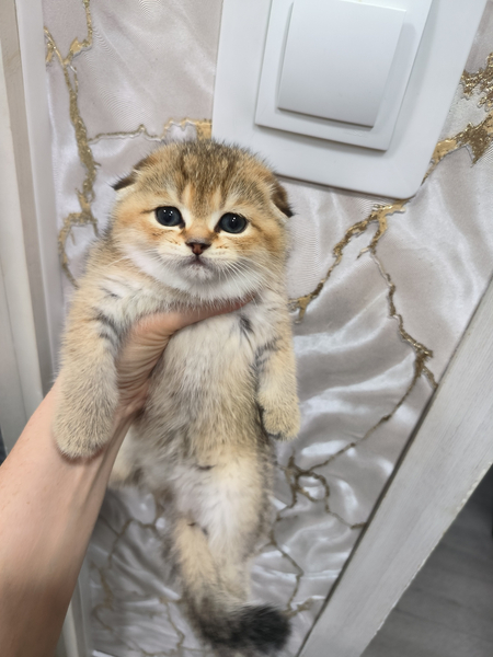Котята от правильной вязки