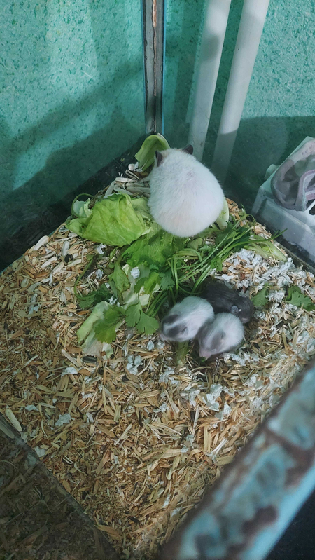 продам хомяки сирийские и другие
