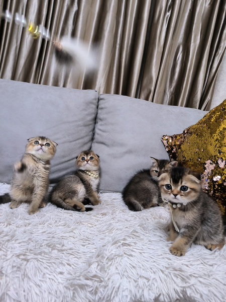Котята от правильной вязки