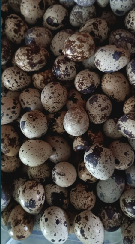 Bedana tuxum.                .