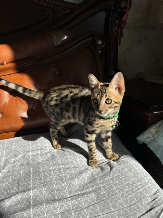 Бенгал кошка