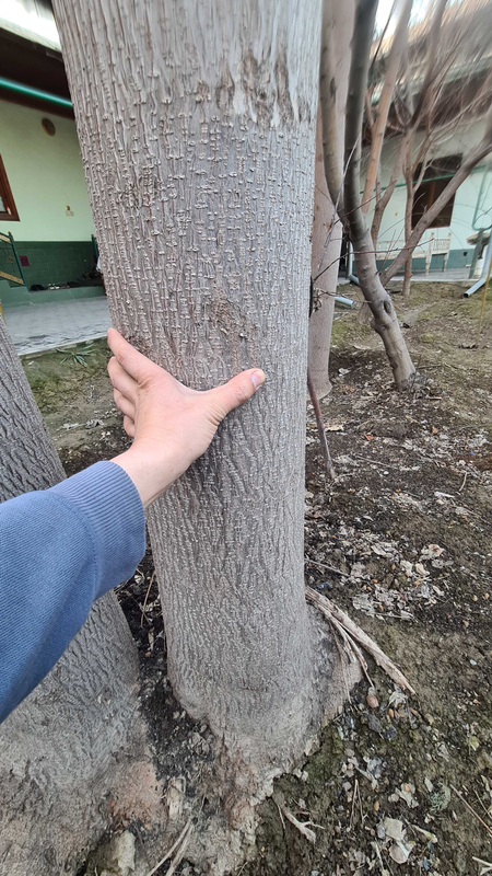 pavlovniya ko‘chatlari