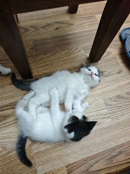 Котята. 3 шт. 1 месяц