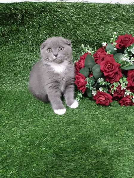 Ширин мушикчалар сотилади