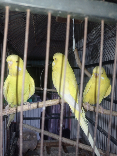Albinos andurka qizil koz