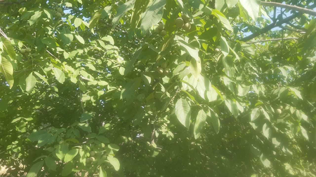 Зомин янгиобод  Дача + уй сотилади 91 сотих