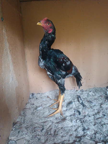 Damas 1 sotiladi