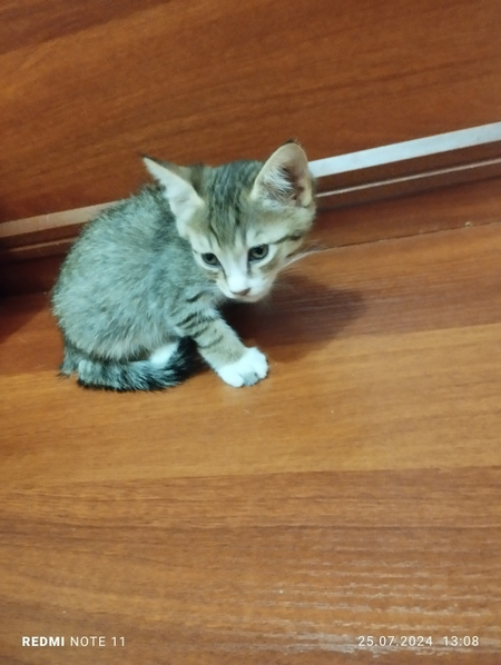 Отдам даром котенка