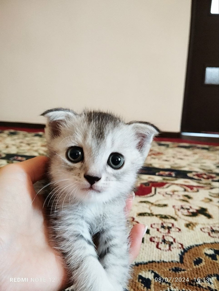 Шотландские вислоухие котята