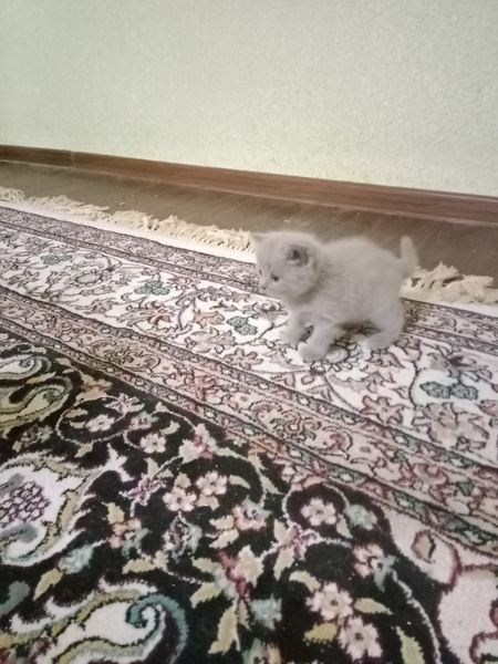 Котенок скотиш страйт