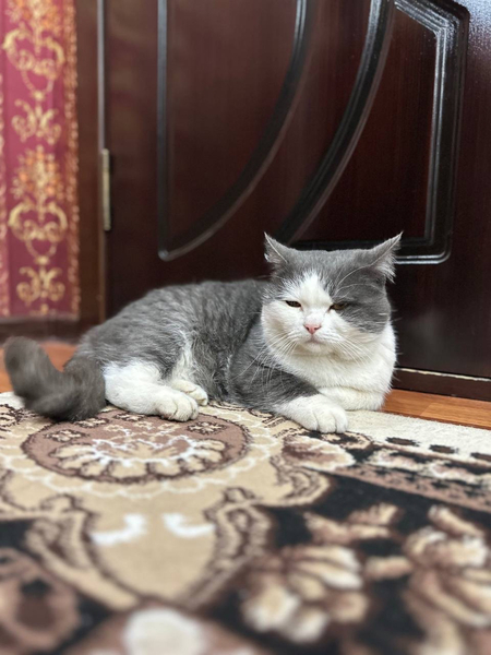 Продается кот