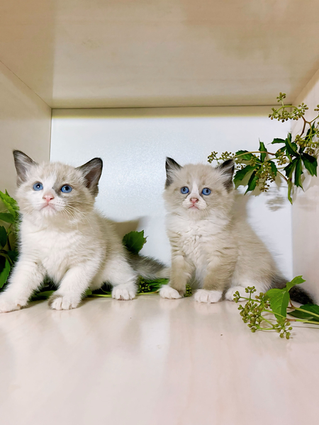 Скоттиш страйт мушукчалар
