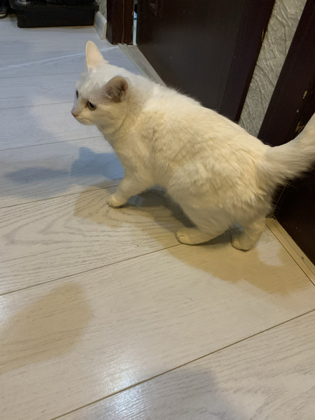 Отдам в добрые руки