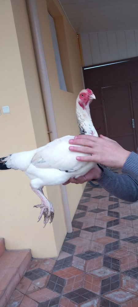 Makion sotiladi zoti yaxshi