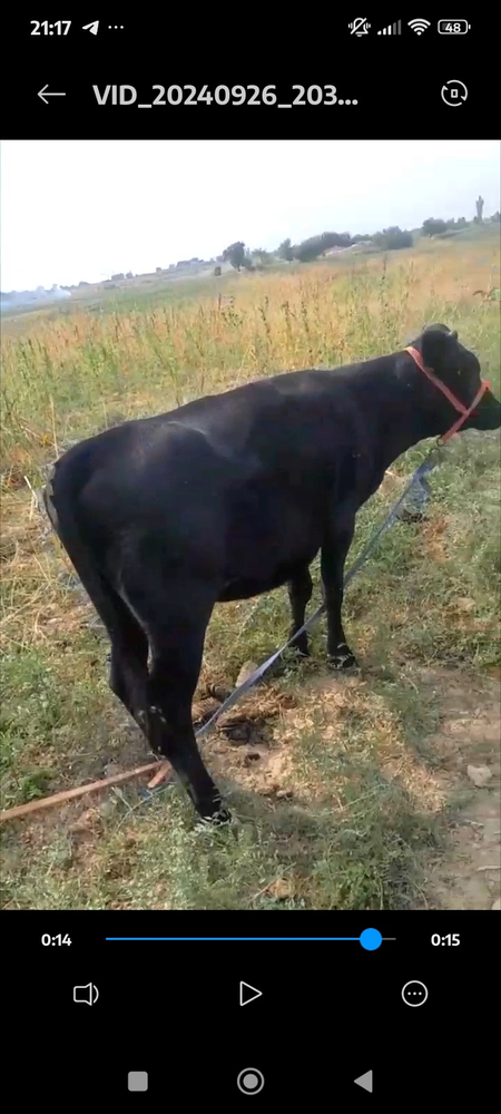 MOL sotiladi gu'najin