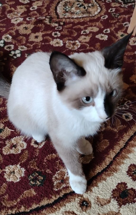 Котёнок в ответственные руки!