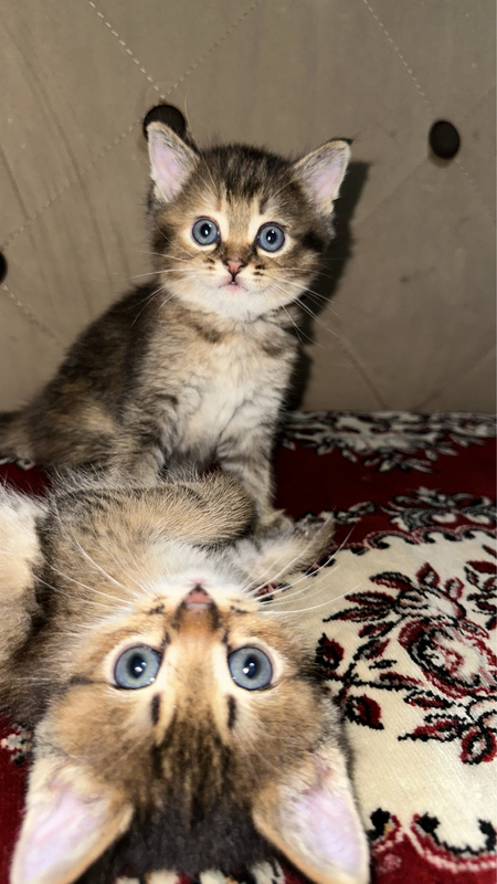 Котята девочки и мальчик
