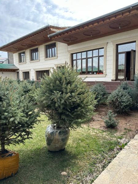 Srochno Archa sotiladi