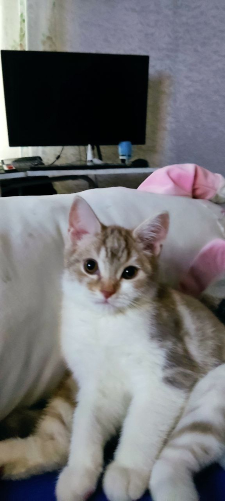 Котята девочки и мальчики