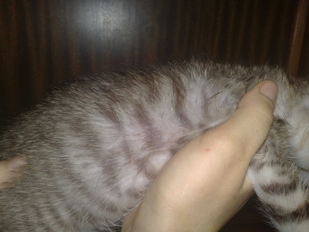 Красивый котёнок -девочка, полосатый окрас, 2 месяца.