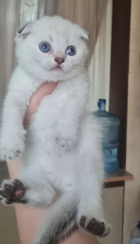 Продается котенок