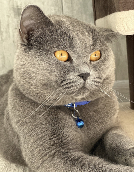 Вязка Скотиш Страйт
