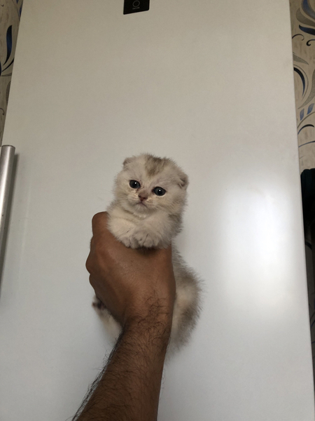 Котенок скотиш фолд (вислоухий)