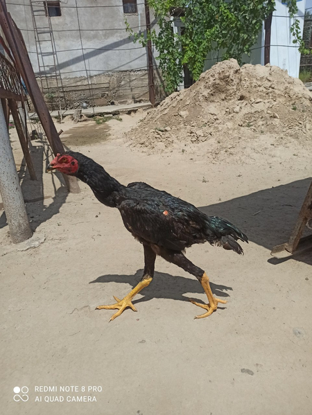Fevral da chiqan jojamiz sotuvda