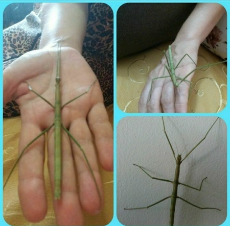 Продаются палочники