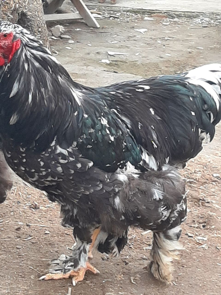 brama tovuq tuxumlari sotiladi