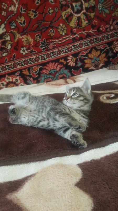 Продаются котята