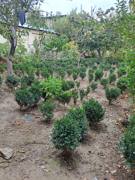 Kelishtirib bervoramiz