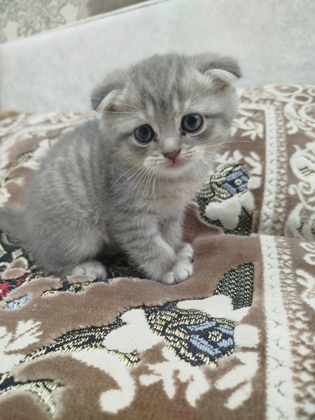 Скоттиш Фолд 1 ярм ойлик